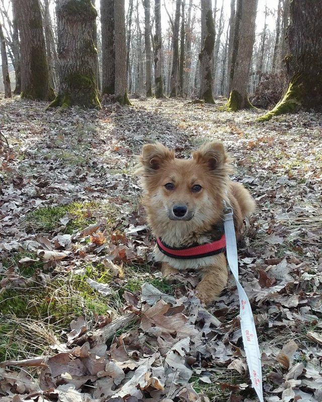 Angie - Stichting SOS Dogs Nederland