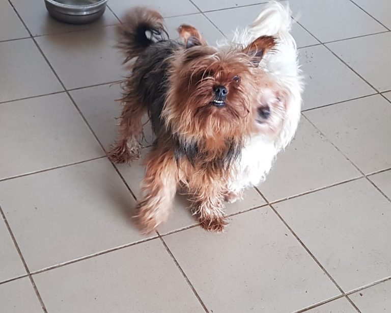 Bea - Stichting SOS Dogs Nederland