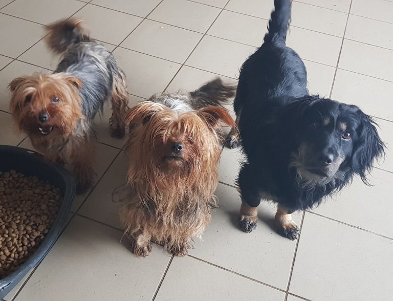 Bea - Stichting SOS Dogs Nederland