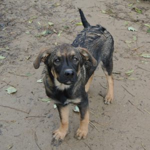 Home - Stichting SOS Dogs Nederland