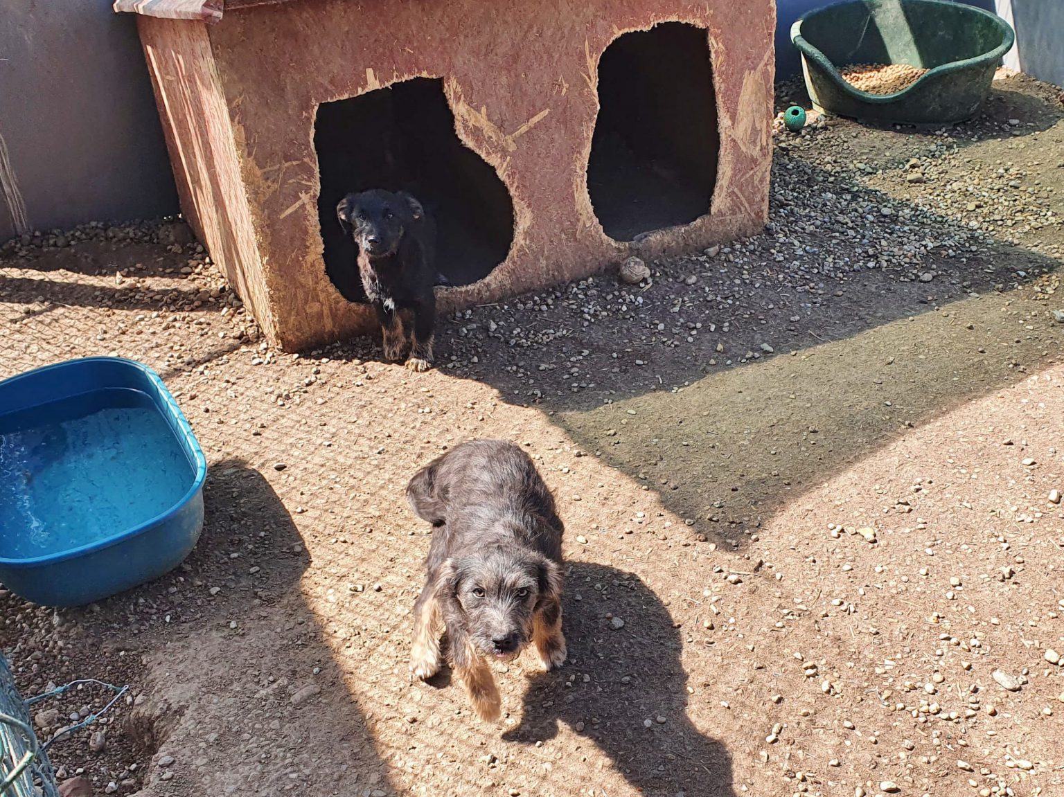 Sil - Stichting SOS Dogs Nederland