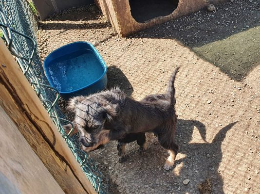 Sil - Stichting SOS Dogs Nederland