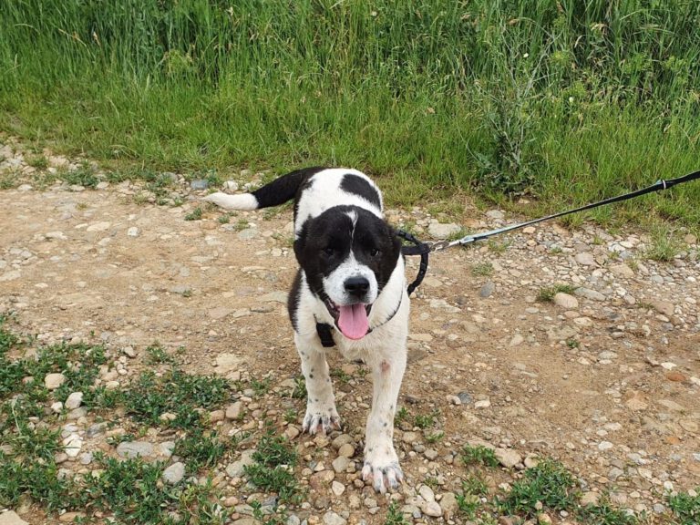 Semma - Stichting SOS Dogs Nederland