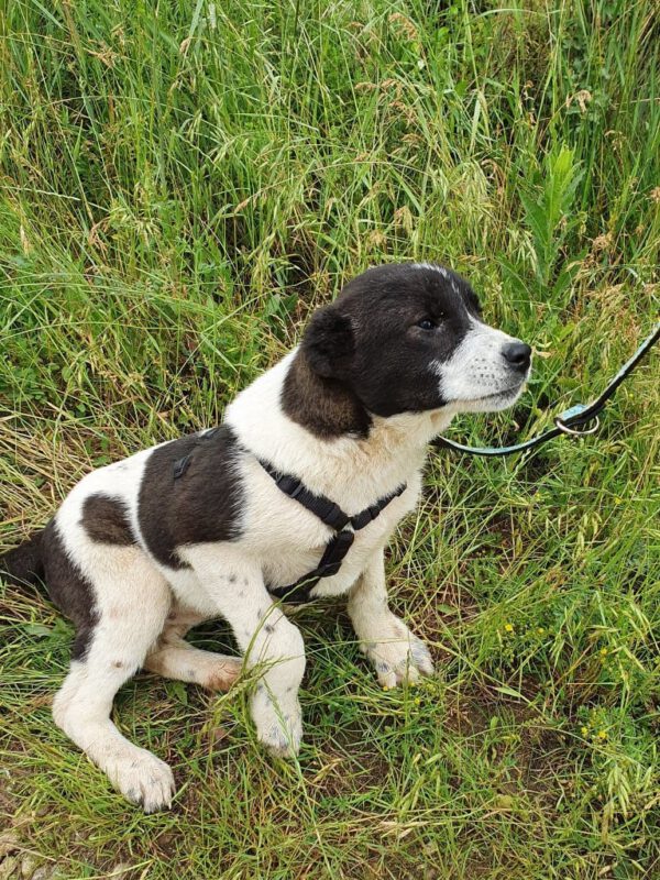 Semma - Stichting SOS Dogs Nederland