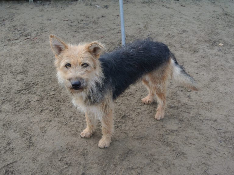 Anda - Stichting SOS Dogs Nederland