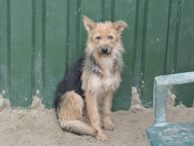 Anda - Stichting SOS Dogs Nederland