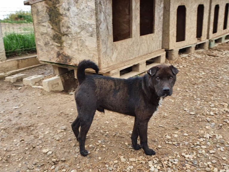 Lucian - Stichting SOS Dogs Nederland