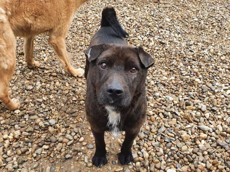 Lucian - Stichting SOS Dogs Nederland