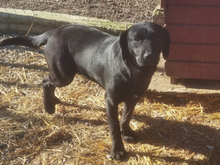 Ginuta - Stichting SOS Dogs Nederland