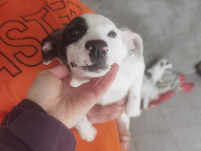 Penny - Stichting SOS Dogs Nederland