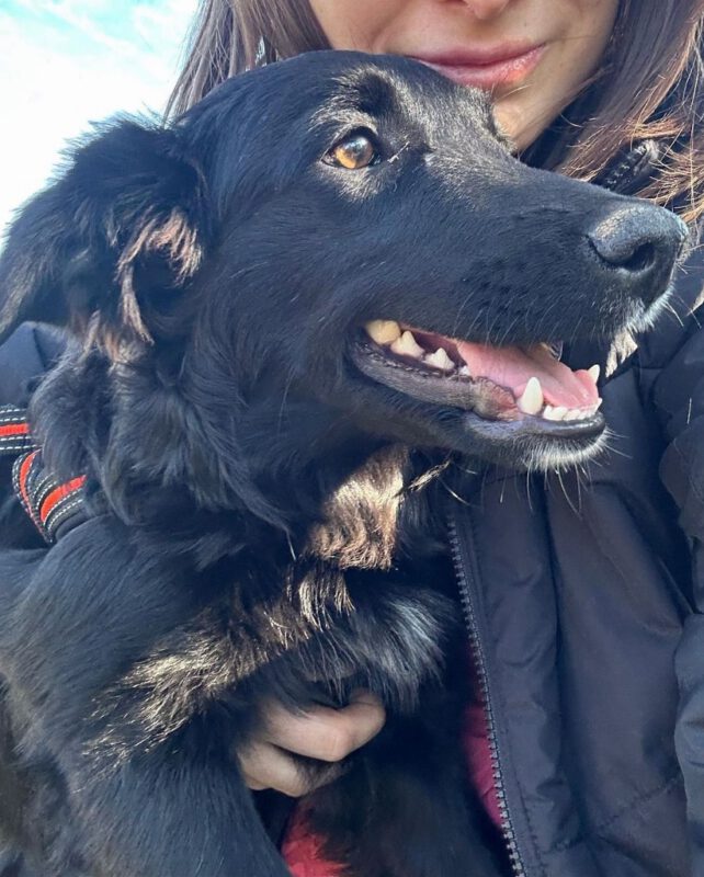 Coco - Stichting SOS Dogs Nederland