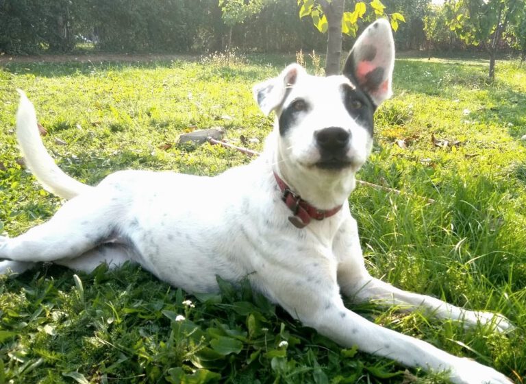 Didi - Stichting SOS Dogs Nederland