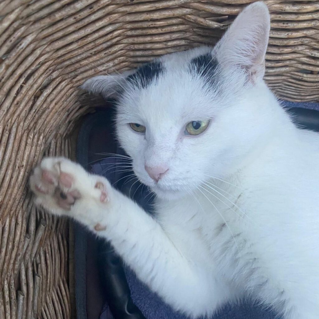 Mickey en Sammy - Stichting SOS Dogs Nederland