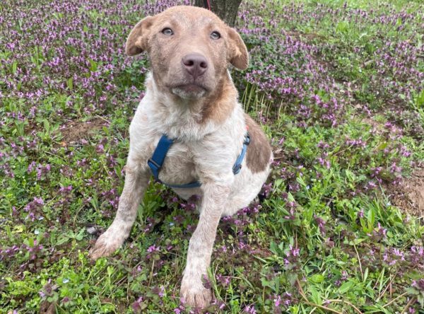 Honden ter adoptie: pups en jonge honden - SOS Dogs Nederland