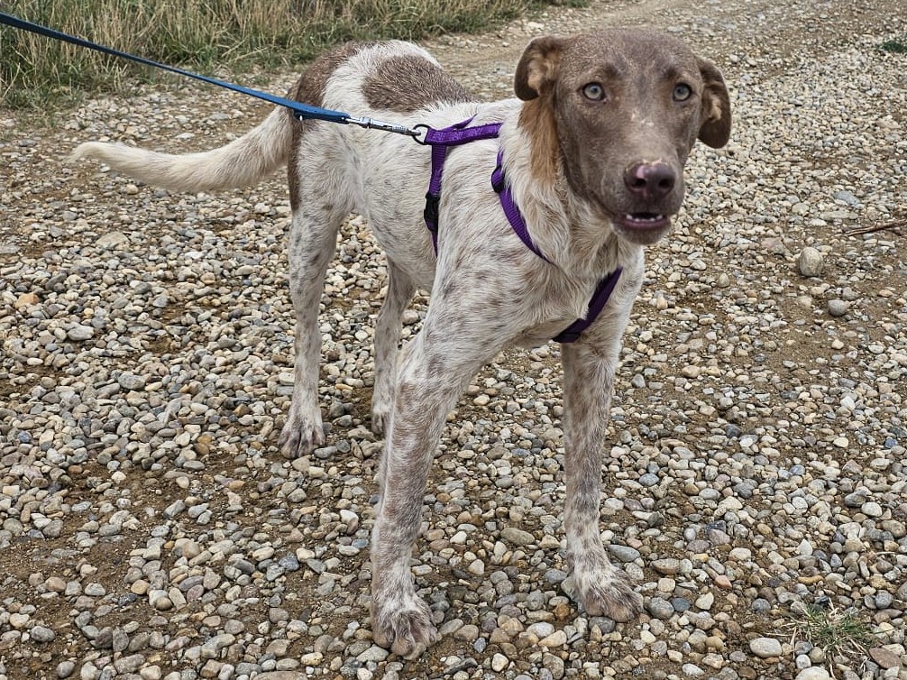 Taavi - Stichting SOS Dogs Nederland