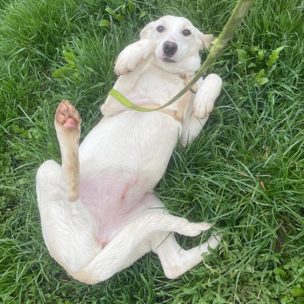 Luci - Stichting SOS Dogs Nederland