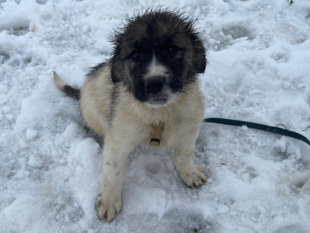Maya - Stichting SOS Dogs Nederland